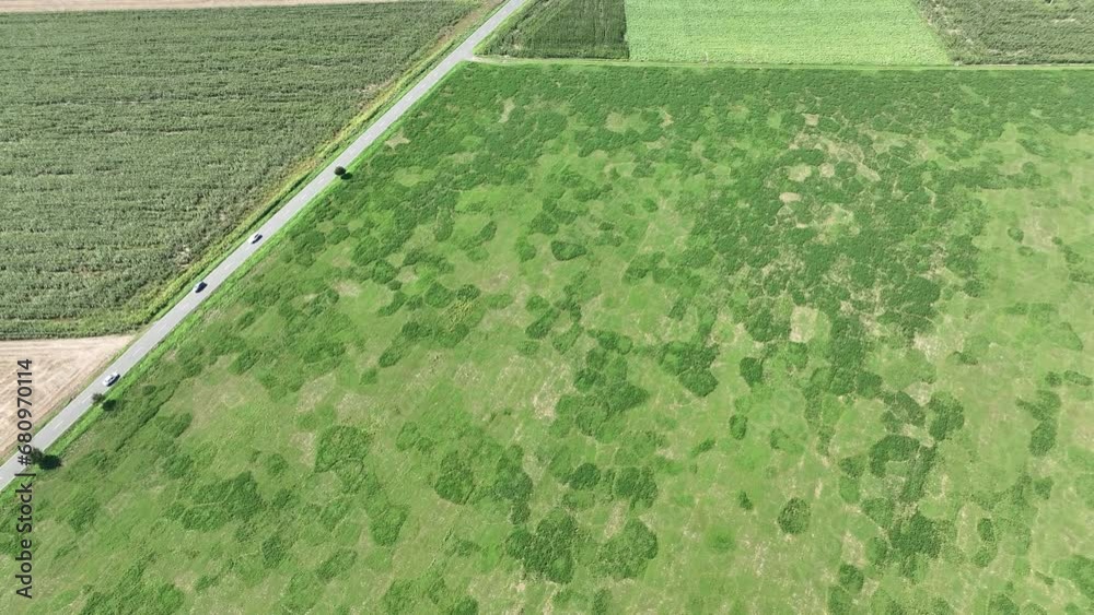 Field vole alfalfa Medicago sativa common Microtus arvalis disaster ...