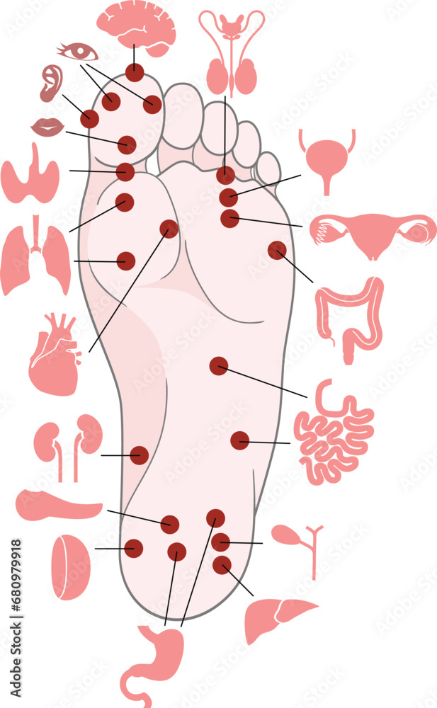 Human anatomy. Vector illustration of human foot and internal organs ...