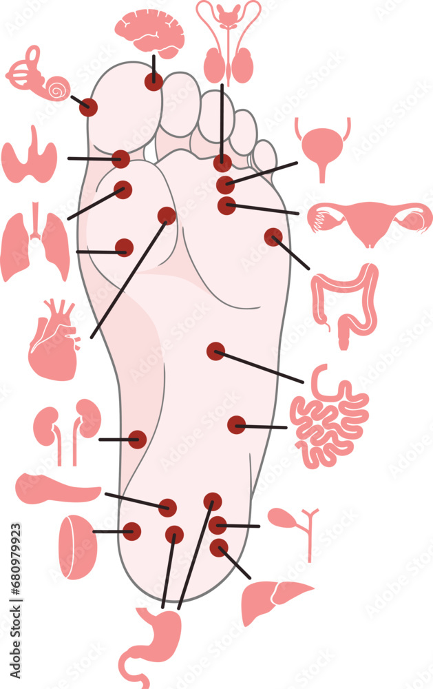 Human anatomy. Vector illustration of human foot and internal organs ...