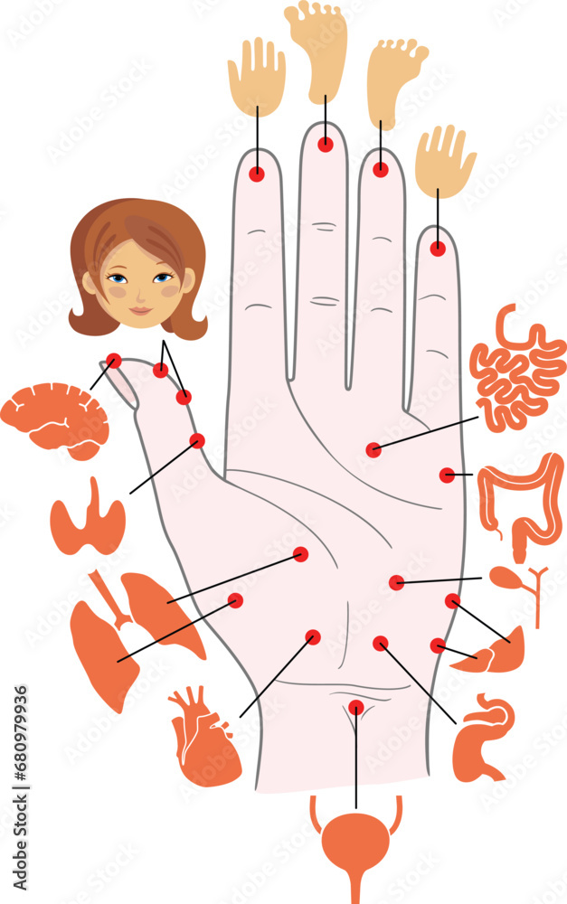 Human anatomy. Vector illustration of human hand and internal organs ...