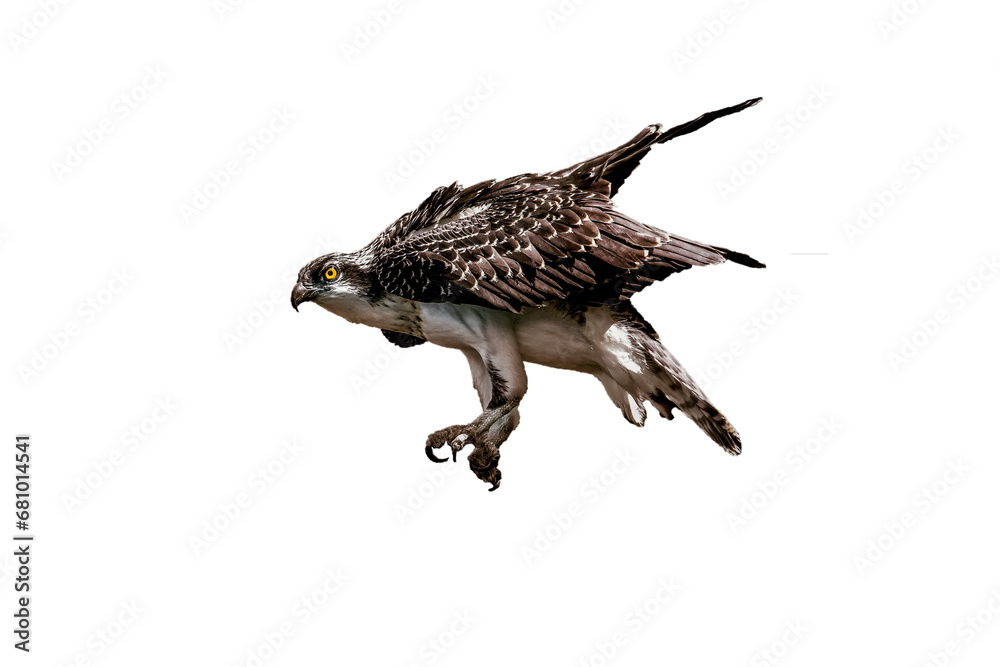 red tailed hawk for background wallpaper in png Stock Photo | Adobe Stock