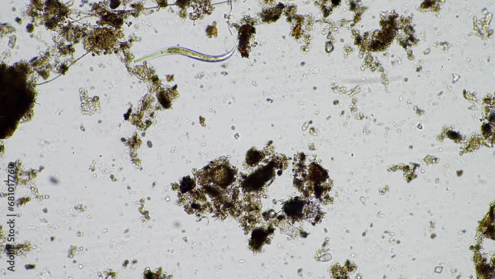 microorganisms and soil biology, with nematodes and fungi under the ...