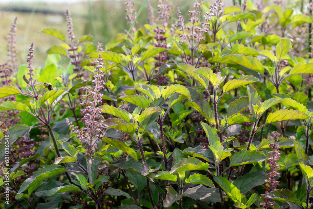 Medicinal plant green tulsi or holy basil herb, Fresh holy basil ...