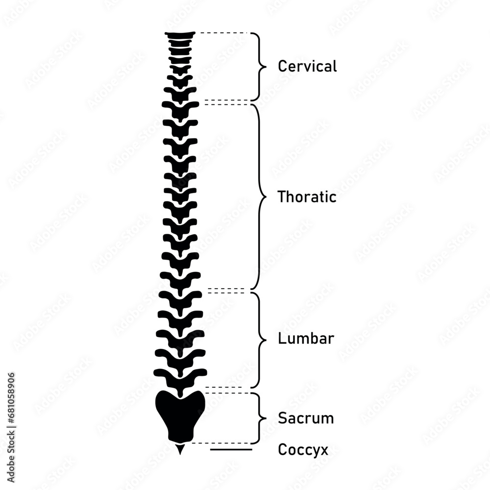 Human vertebral column. Cervical spine, thoracic spine, lumbar spine ...