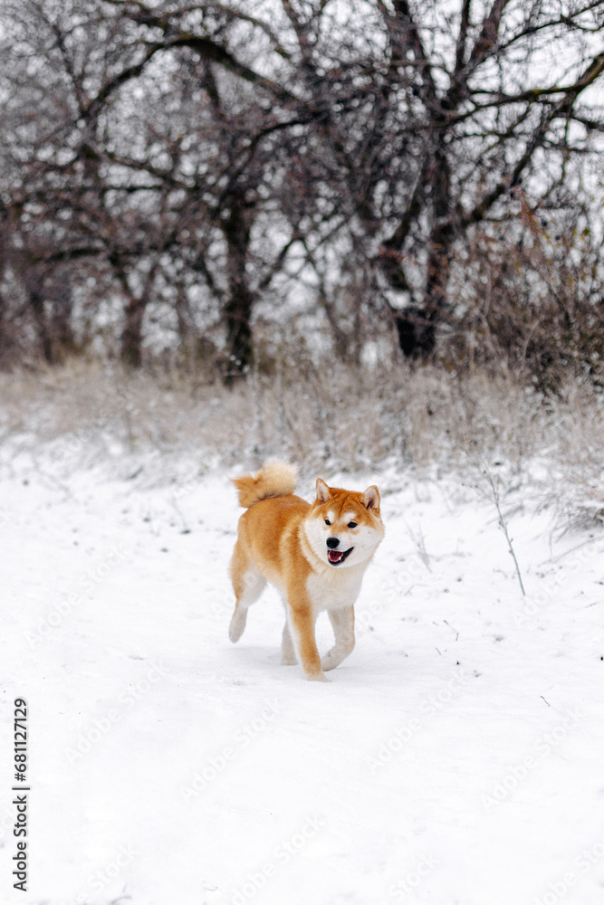 Portrait of a miniature red dog of the Shiba Inu breed that smiles in a ...