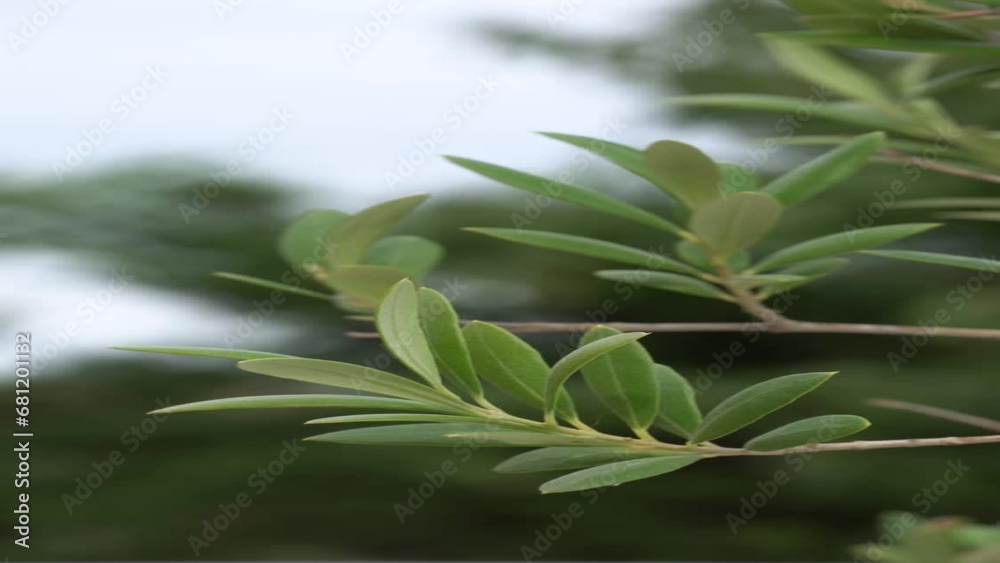 Olive tree natural background. olive branches with white background ...