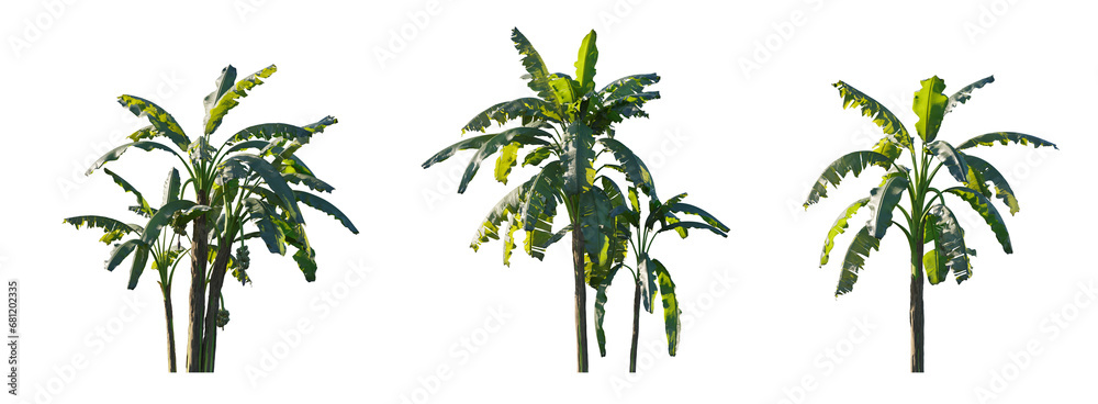 Musa paradisiaca (edible banana), Musa acuminata and Musa balbisiana ...