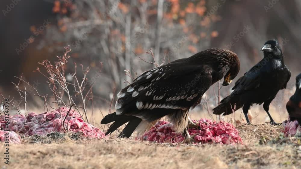 Greater spotted eagle The greater spotted eagle Clanga clanga, also ...