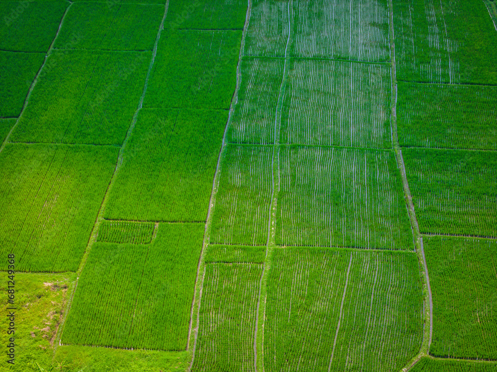 Aerial scenic drone view over rice fields in Bali island. Green rice ...