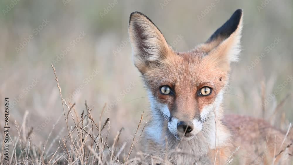 Red fox Vulpes vulpes. Portrait the head red fox on a beautiful ...