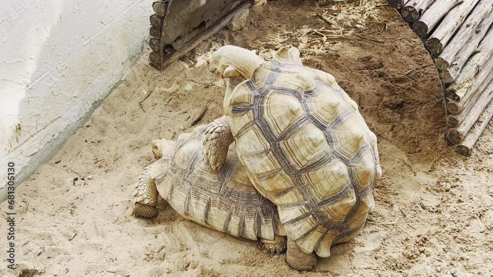 Close up 4K of two African spurred tortoises, sulcata, are breeding ...