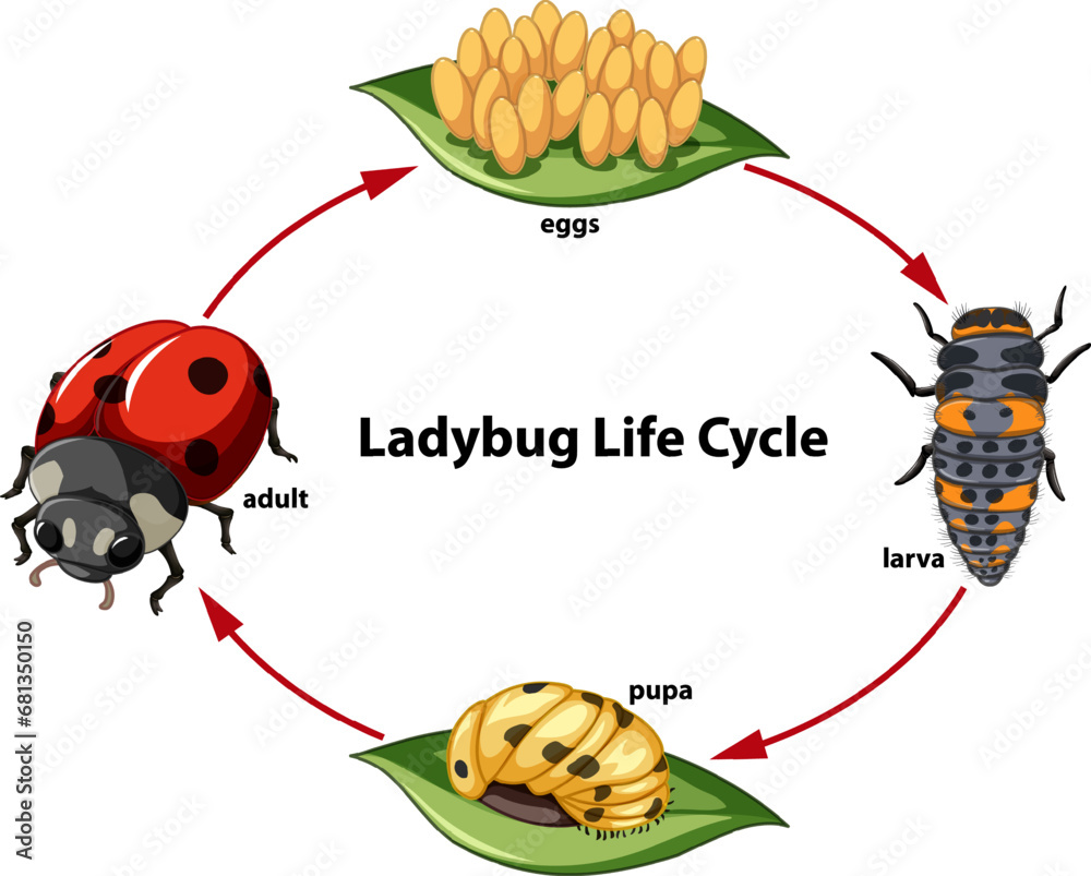 Biology Study: Ladybug Life Cycle Diagram Stock Vector | Adobe Stock