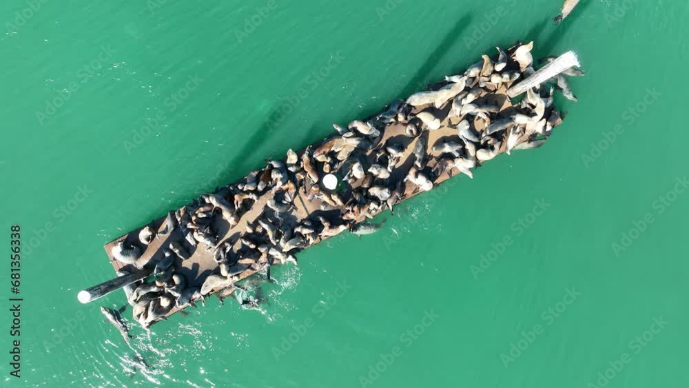 Vidéo Stock Otters Cologne At Morro Bay In California United States ...