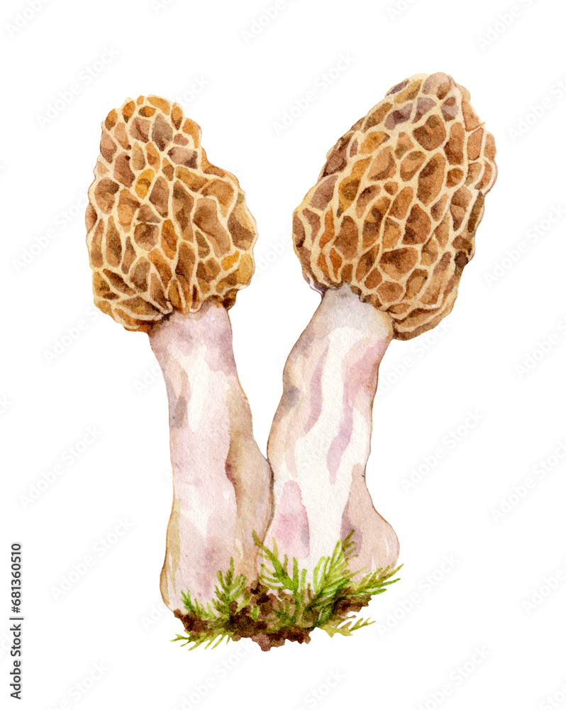 Watercolor common morel, morel, yellow morel or sponge morel mushroom ...