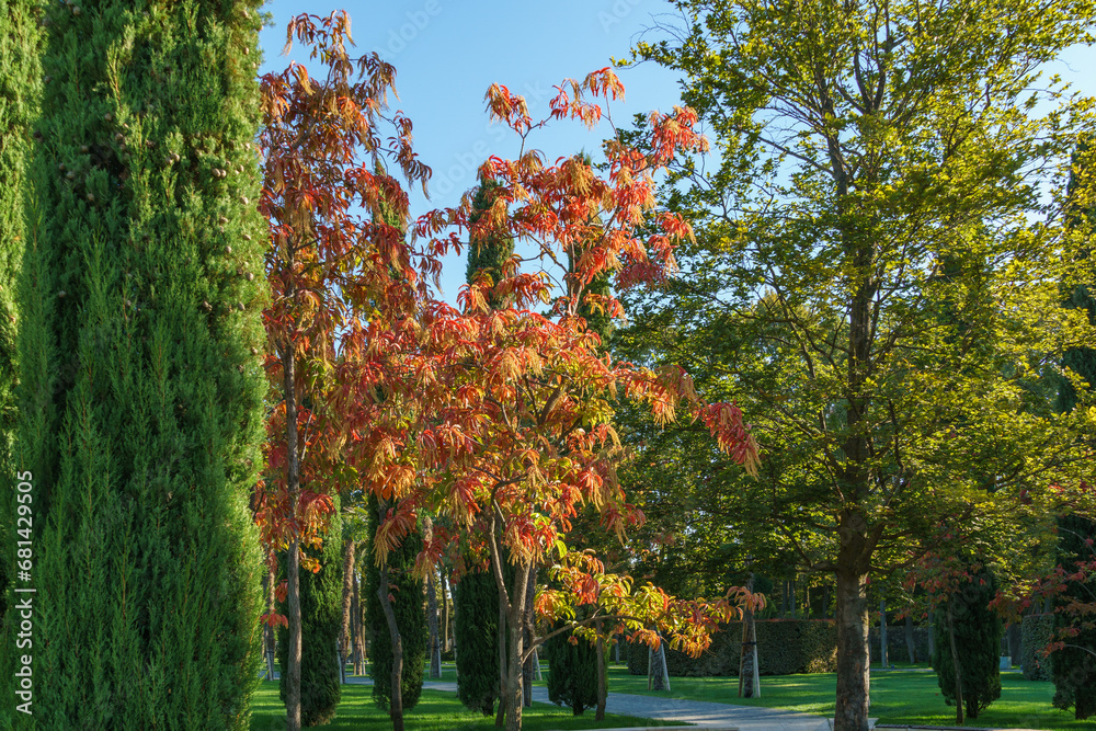 Sourwood tree (Oxydendrum arboreum) in red leaves and yellow seeds and ...