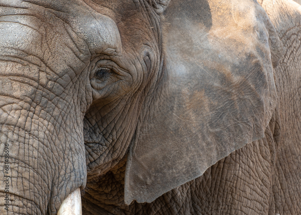 Macro image of an elephant with focus on the eye. Close-up of an ...