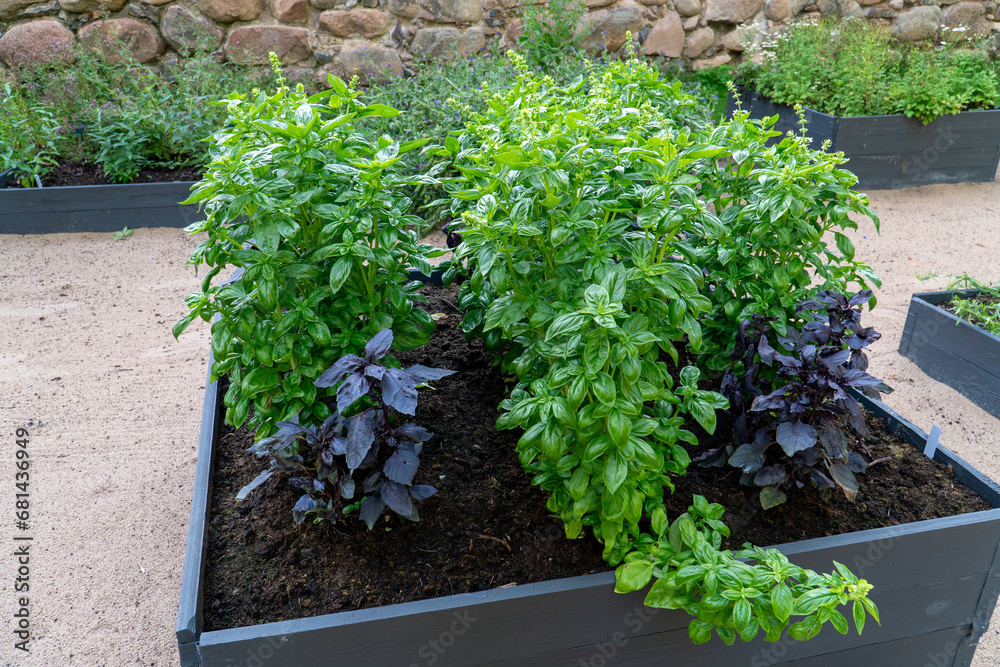 Planter boxes. Marvel at the thriving bush basil plants in wooden ...