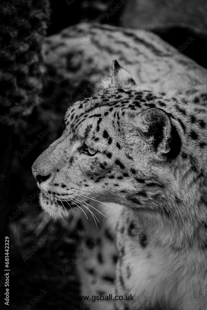 Black and white image of a snow leopard standing upright and gazing ...