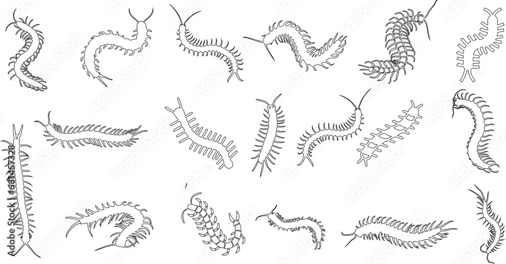 Centipede vector illustration, line art style, black and white. Various ...