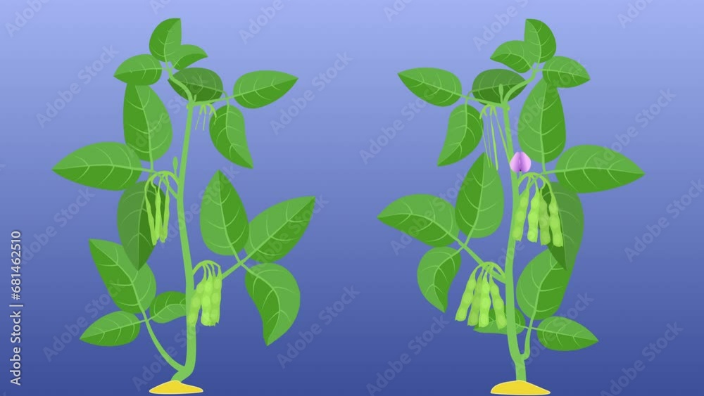 Soybean plant timelapse growing animation food beans (4K). Animation of ...