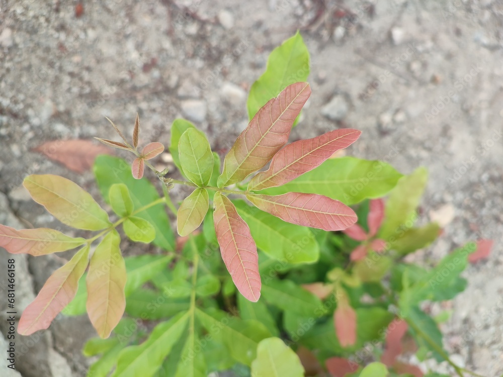 Kesambi or kosambi ( Schleichera oleosa ) is the name of a type of tree ...