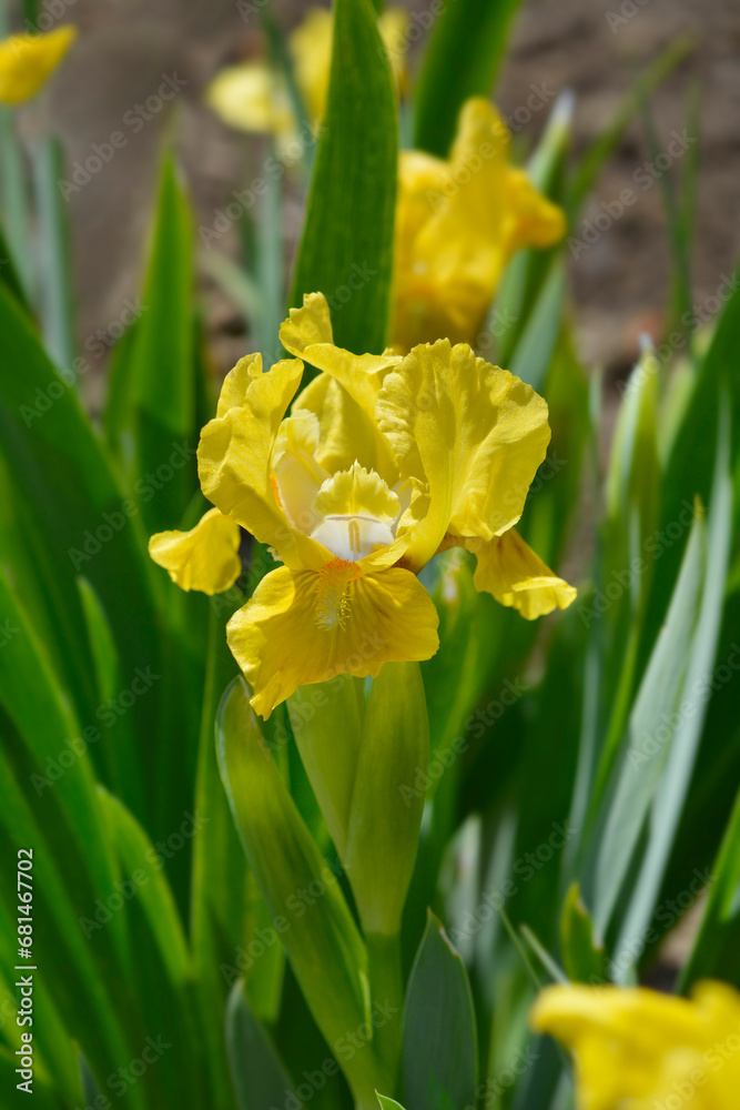 Standard Dwarf Bearded Iris Rabbits Foot flower Stock Photo | Adobe Stock
