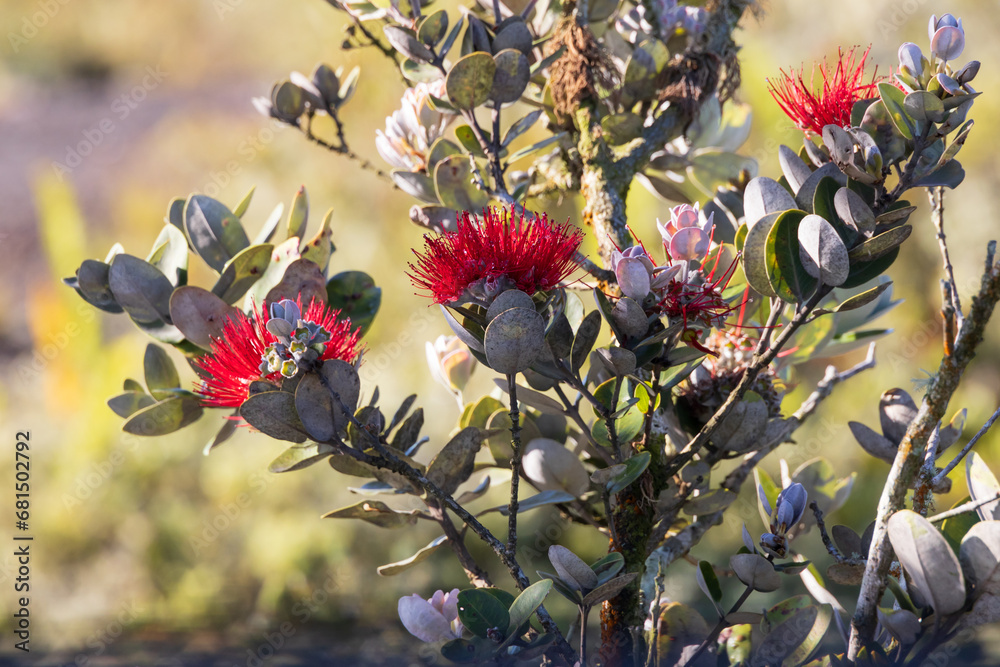 Red flowers on a bush and blue sky background, Metrosideros polymorpha ...