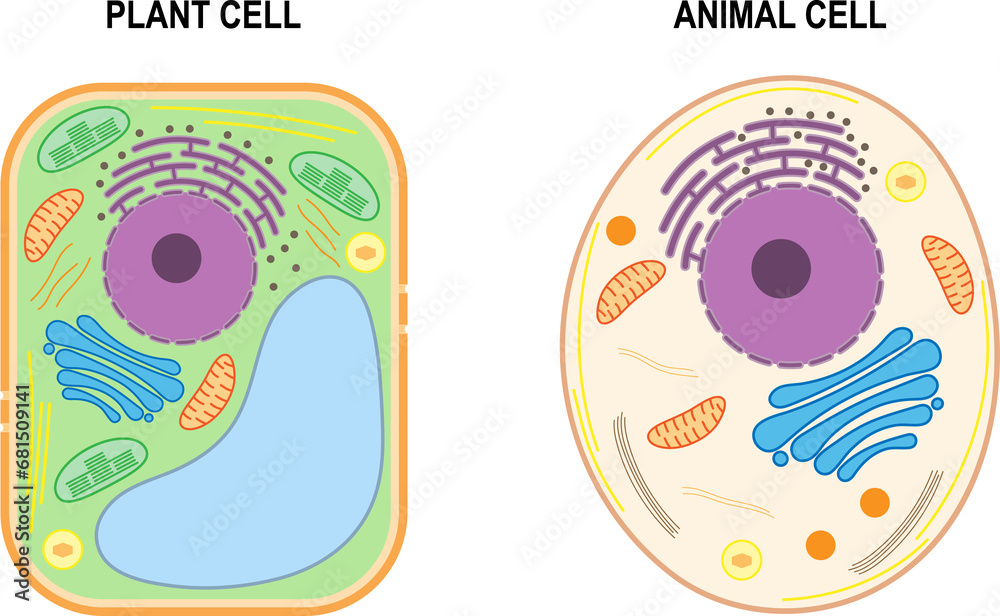 Cell Wall Pictures To Print Out 🌳🌿🌱 PLANT CELL COLORING PLAY