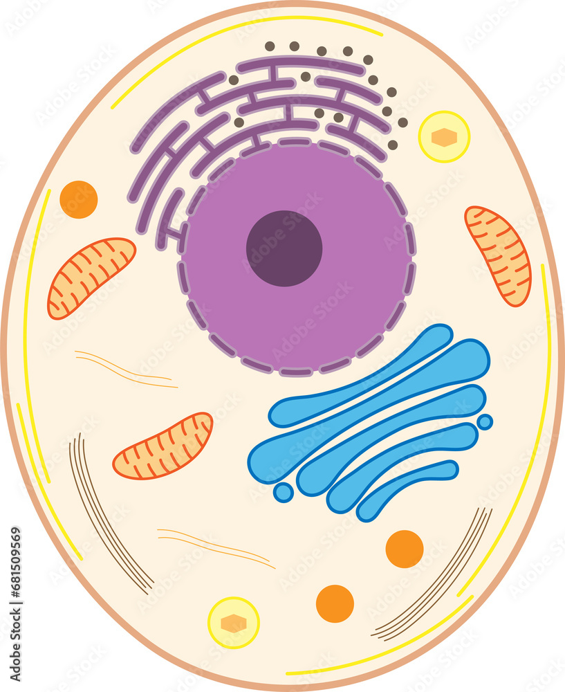 Structure of a animal cell. Animal cell organelles. Illustration Stock ...