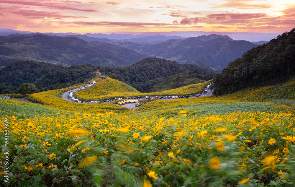 Panorama of Tung Bua Tong forest park at sunset.This Is the famous ...