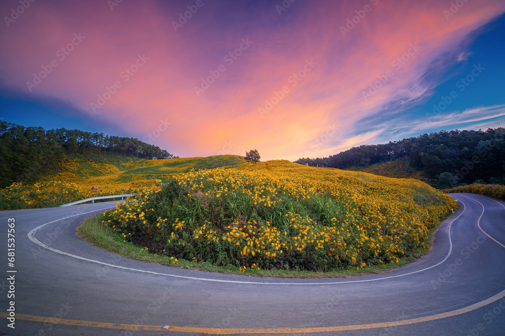 Amazing Mexican sunflowers field (Bua-thong flowers) in sunrise at Khun ...