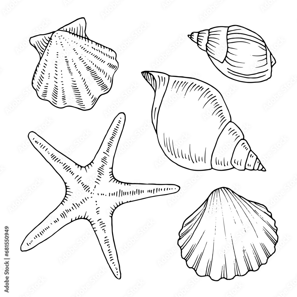 Seashell outline set. Vector illustration of sea conch and starfish ...