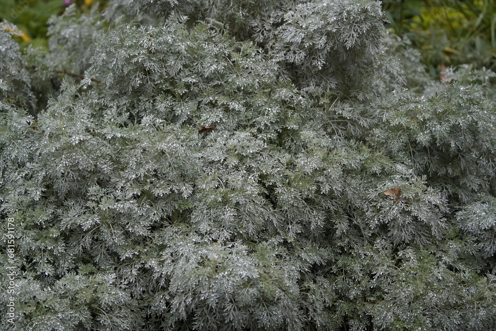 Artemisia absinthium, otherwise known as common wormwood, is a species ...