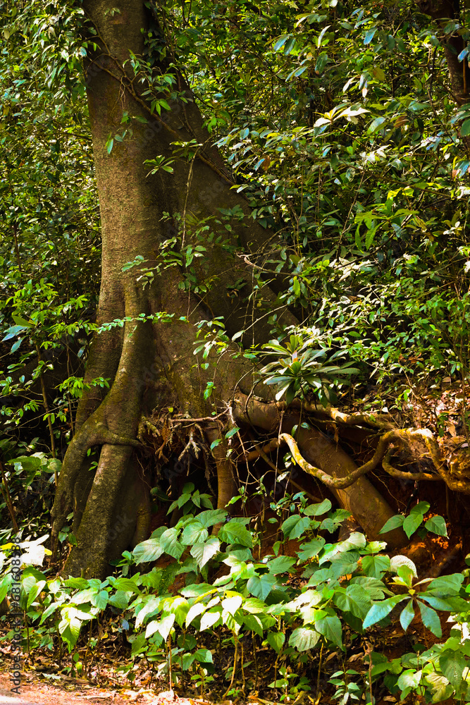 tree roots in the amba forest in southern maharashtra Stock Photo ...