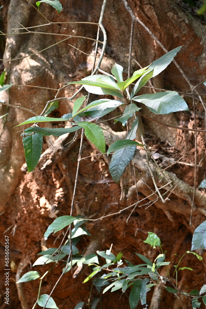 tree roots in the amba forest in southern maharashtra Stock Photo ...