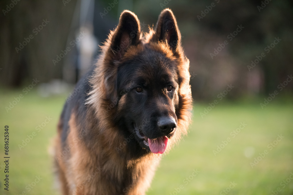 German Shepherd Dog in front view on nature blurred background, close ...