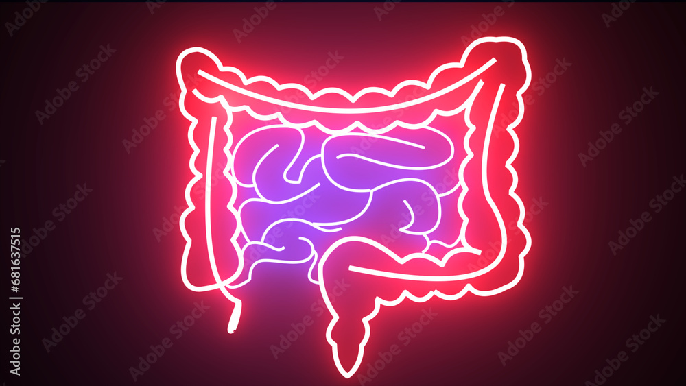 Red neon anatomy of the human digestive system. Anatomy of the human ...