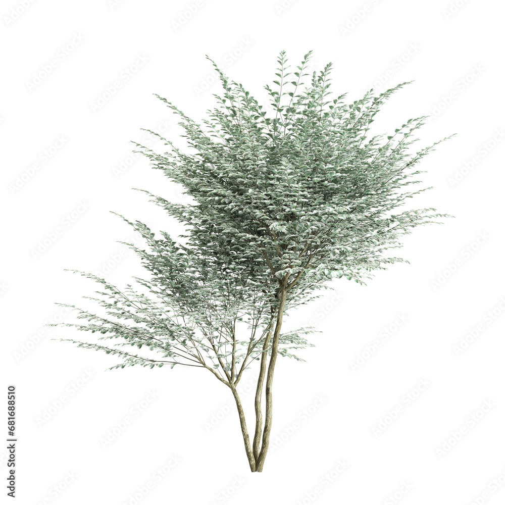 3d illustration of Ligustrum sinense Variegatum tree isolated on ...