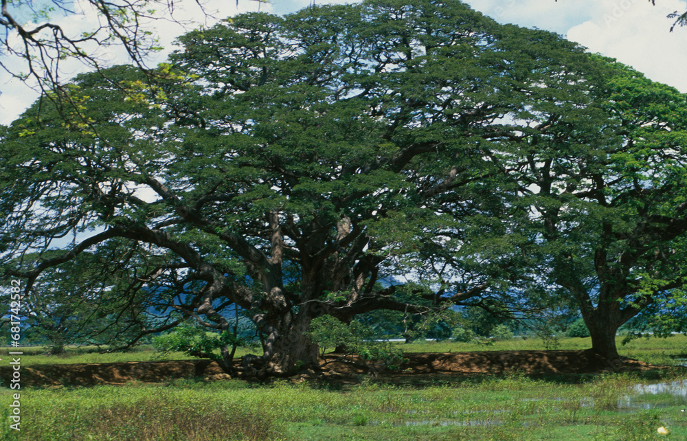 World biggest Benjamin Ficus; Botanical Garden; Colombo; Sri Lanka ...