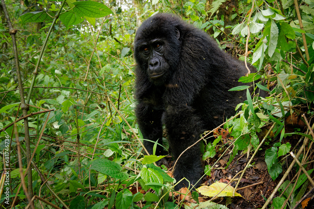 Eastern Gorilla (Gorilla beringei) critically endangered largest living ...