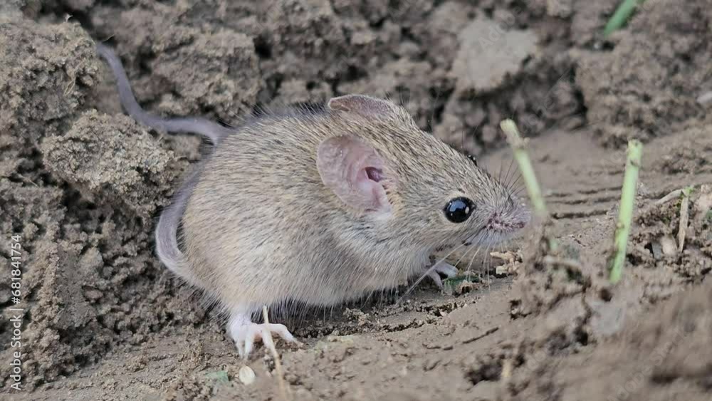 The brown rat, also known as the common rat, Norway rat and is a ...