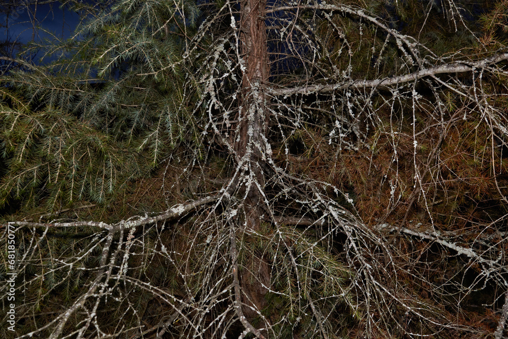 Lichens on a pine tree with needle cast, illuminated by flash at night ...