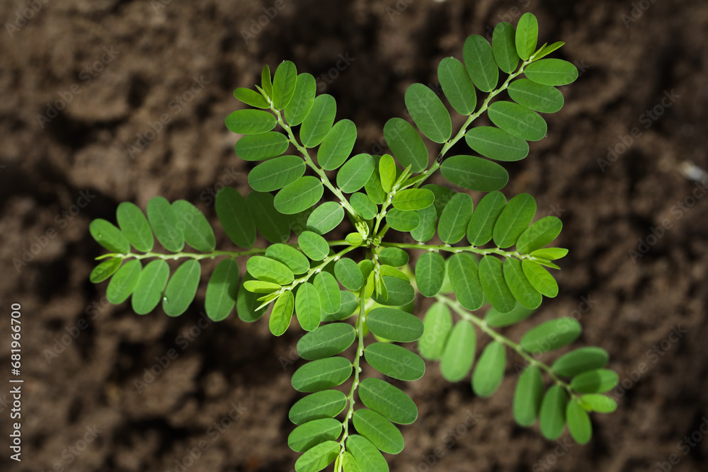Phyllanthus niruri. Gale of the wind. Stonebreaker. Seed under leaf ...
