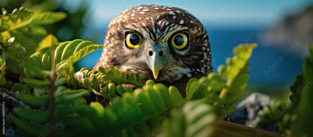 In the dense green foliage of Playa Larga, Cuba, a predator concealed ...