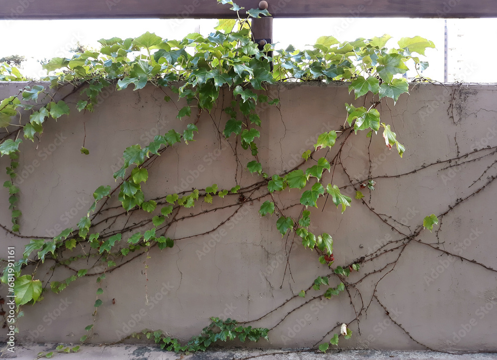 Foto de Green Ivy creeper growing on a grey concrete wall fence with ...