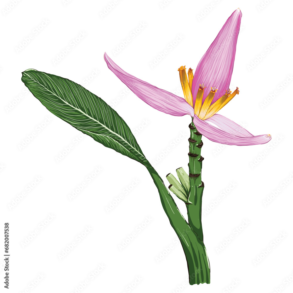 Musa ornata flower drawing vector illustrations. Botanical floral hand ...