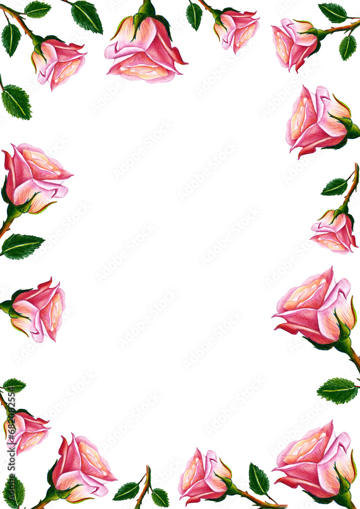 Frame of flowers on white background. Pink roses, side view. On shoot ...