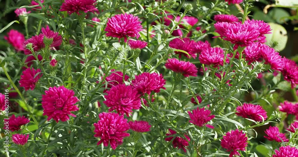 Aster novi-belgii 'Royal Ruby' | New york aster, ornamental shrub with vibrant mulberry-red semi ...
