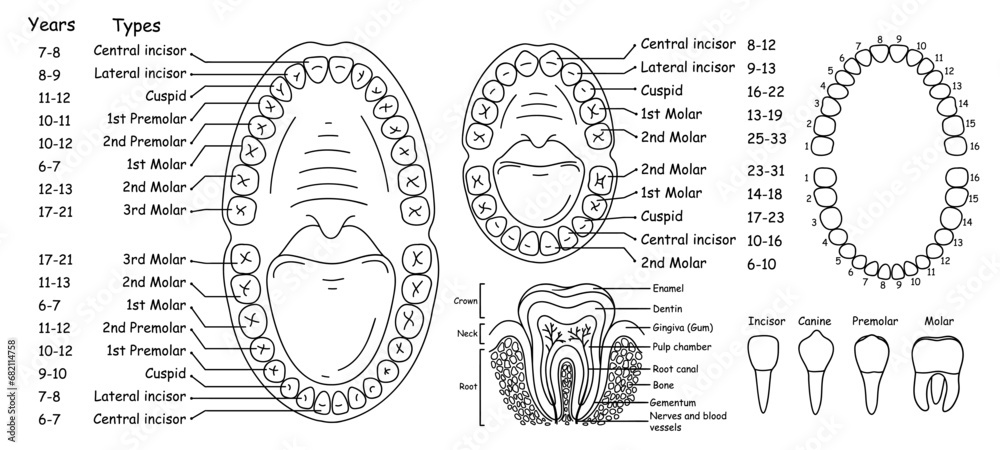 Set of anatomy of human teeth and jaws, arrangement of teeth in people ...