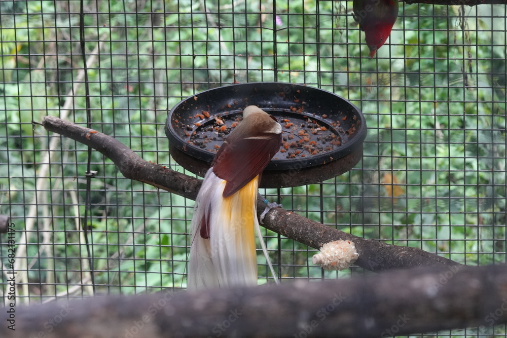 The Paradisaea genus comprises birds-of-paradise, a group of stunning ...